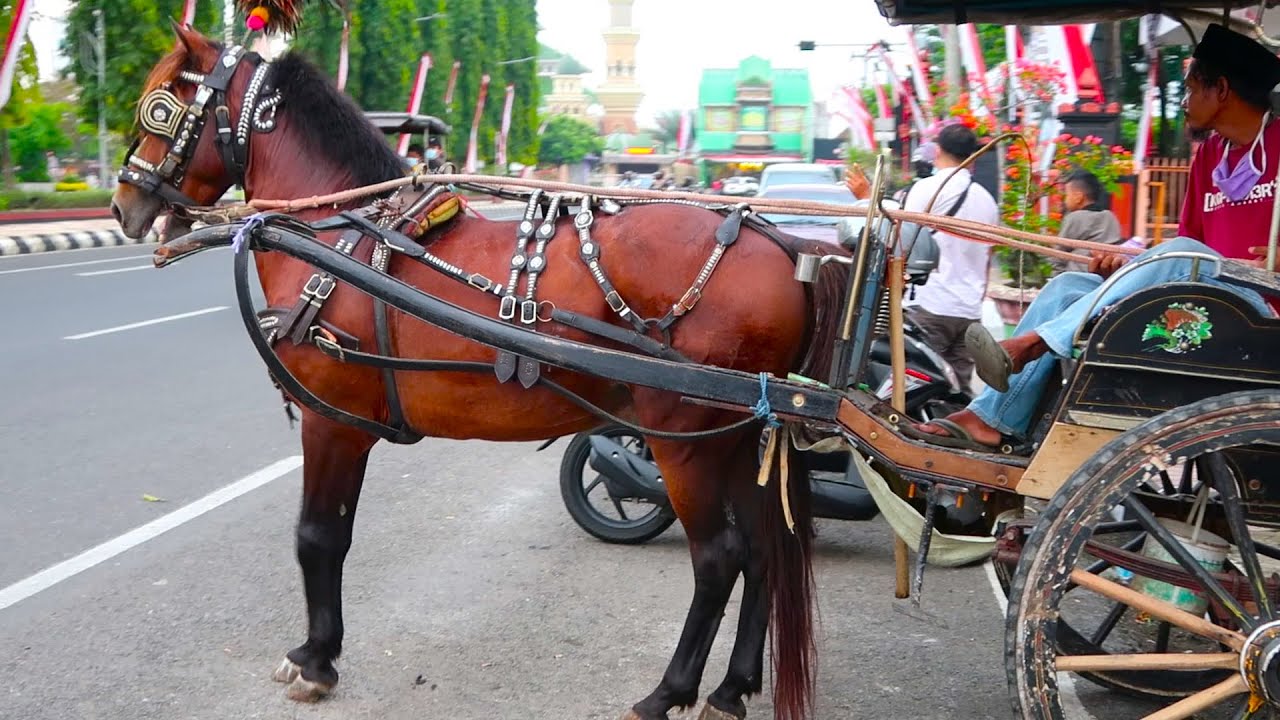 🐴 AISHWA DAN NAHLA NAIK DELMAN ISTIMEWA DI PURBALINGGA | KUDA DELMAN ...