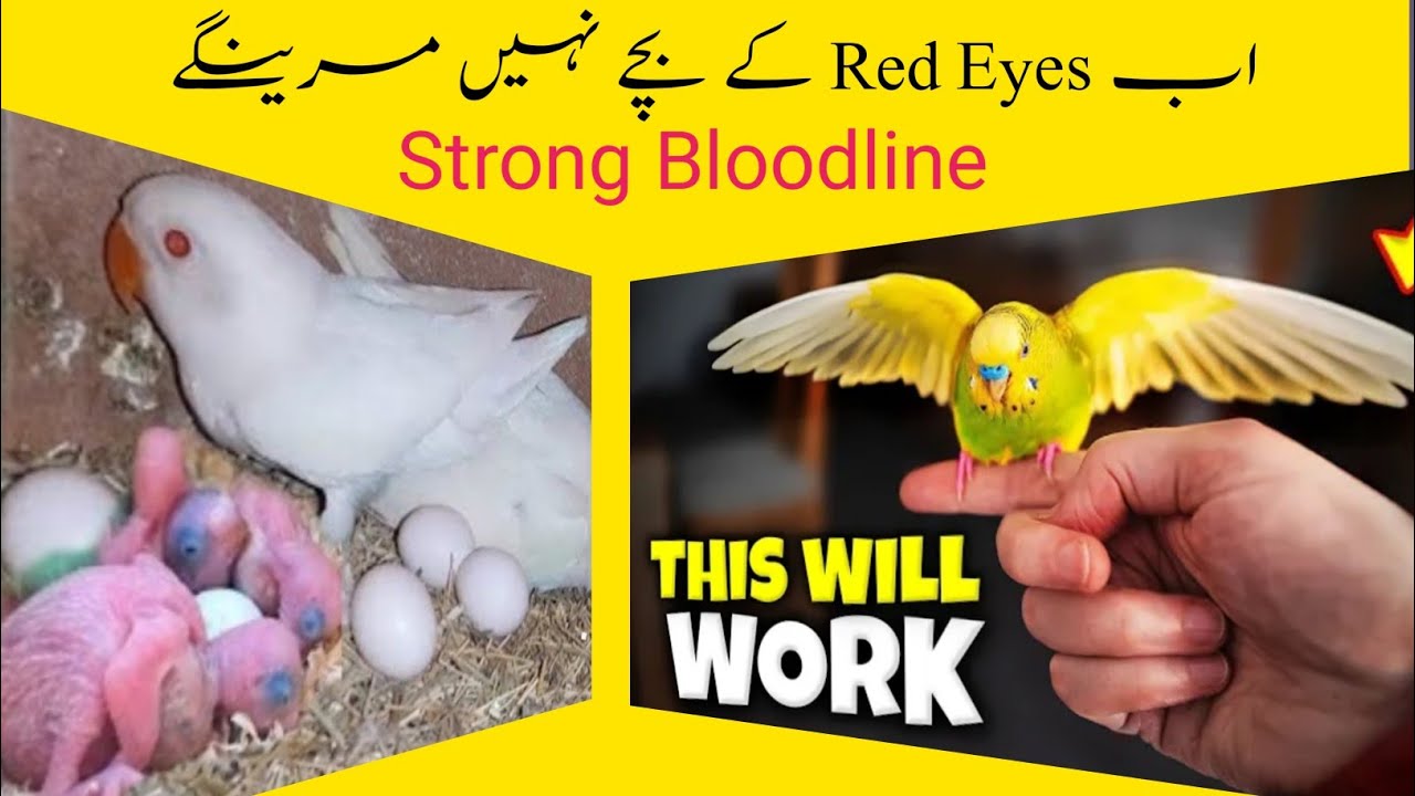 Strong Budgies Bloodline/ Budgies Parakeets Breeding Tips - YouTube