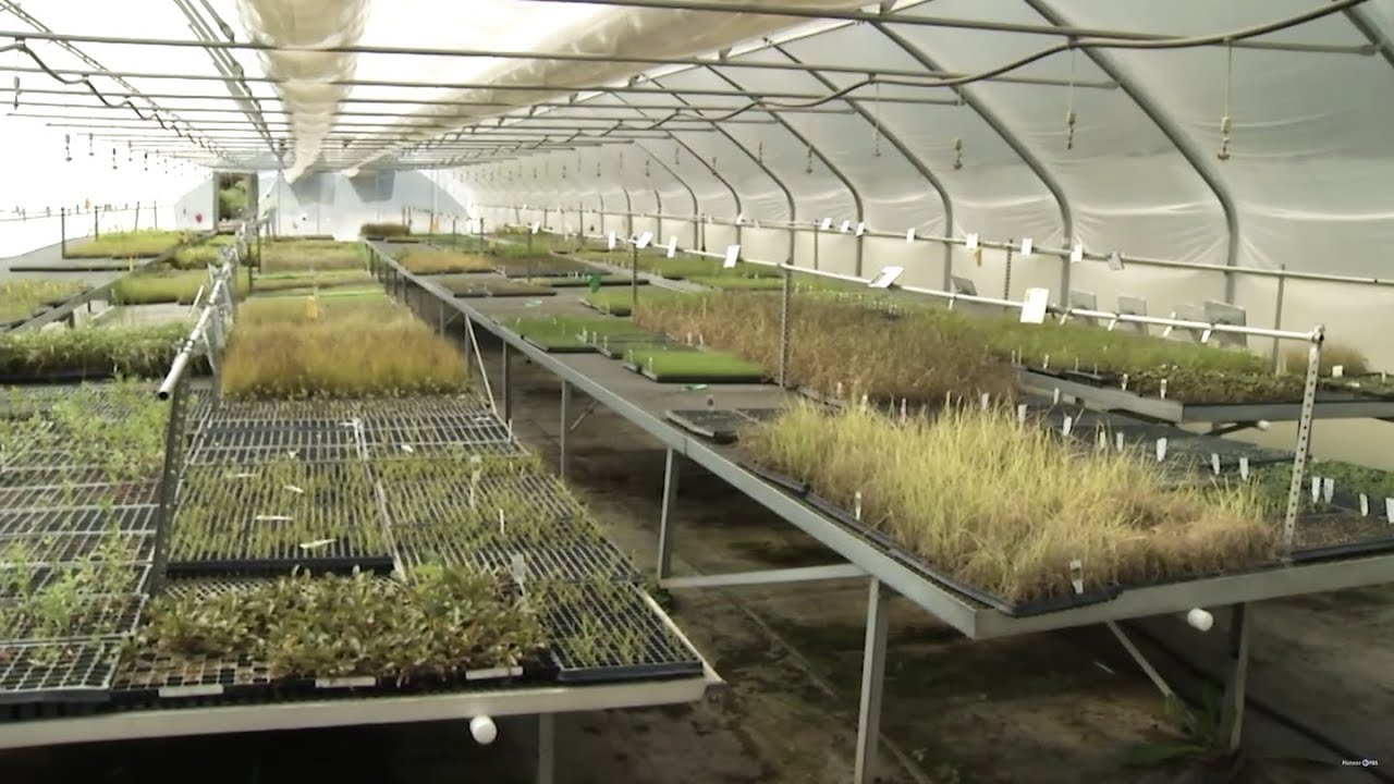 Prairie Yard & Garden | Minnesota Native Landscapes | Native Plants and ...