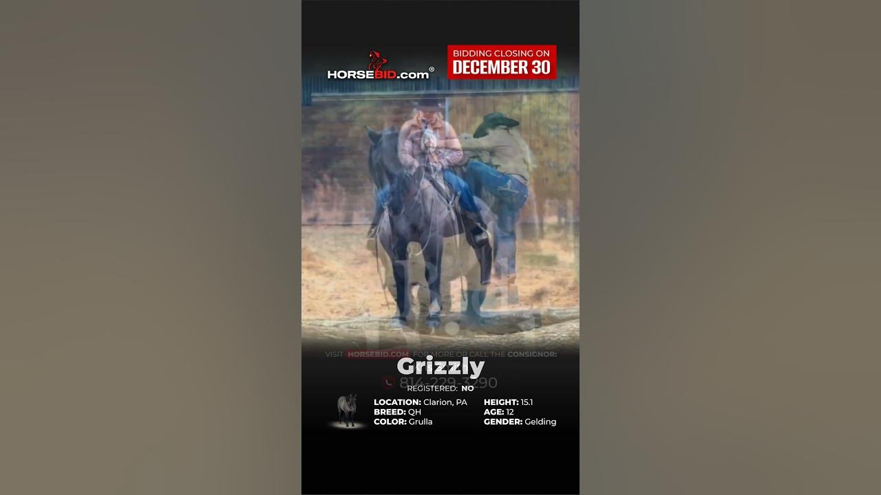 𝗚𝗿𝗶𝘇𝘇𝗹𝘆 #horse #horses #horseriding - YouTube