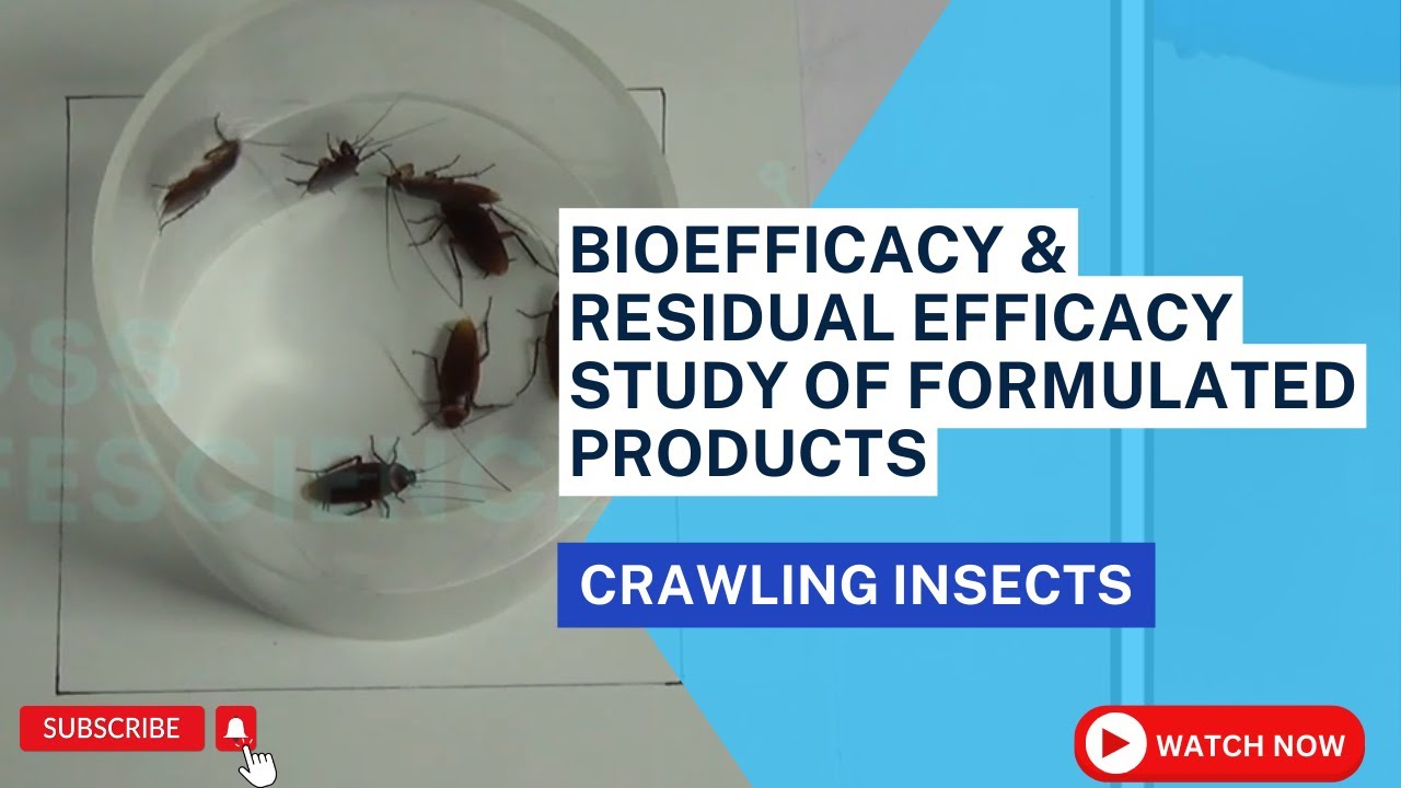 Bioefficacy & Residual Efficacy Study of Formulated Products on Crawling Insects - YouTube