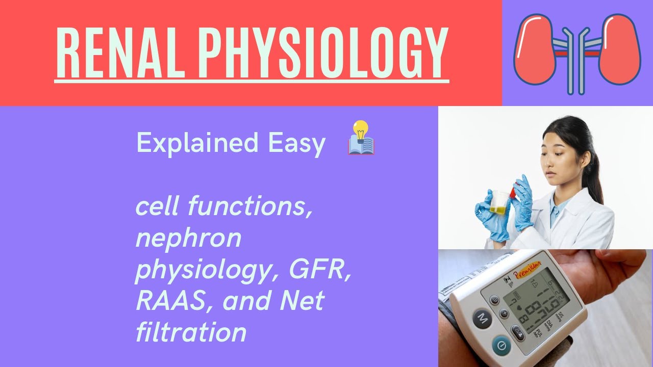 Renal Physiology & Renin-Angiotensin-Aldosterone System (RAAS ...