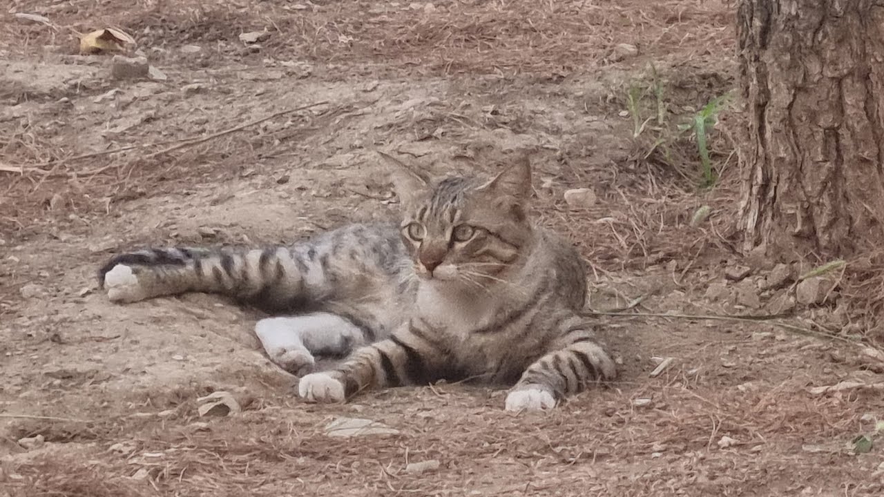 playing with stray cat in Iran - YouTube