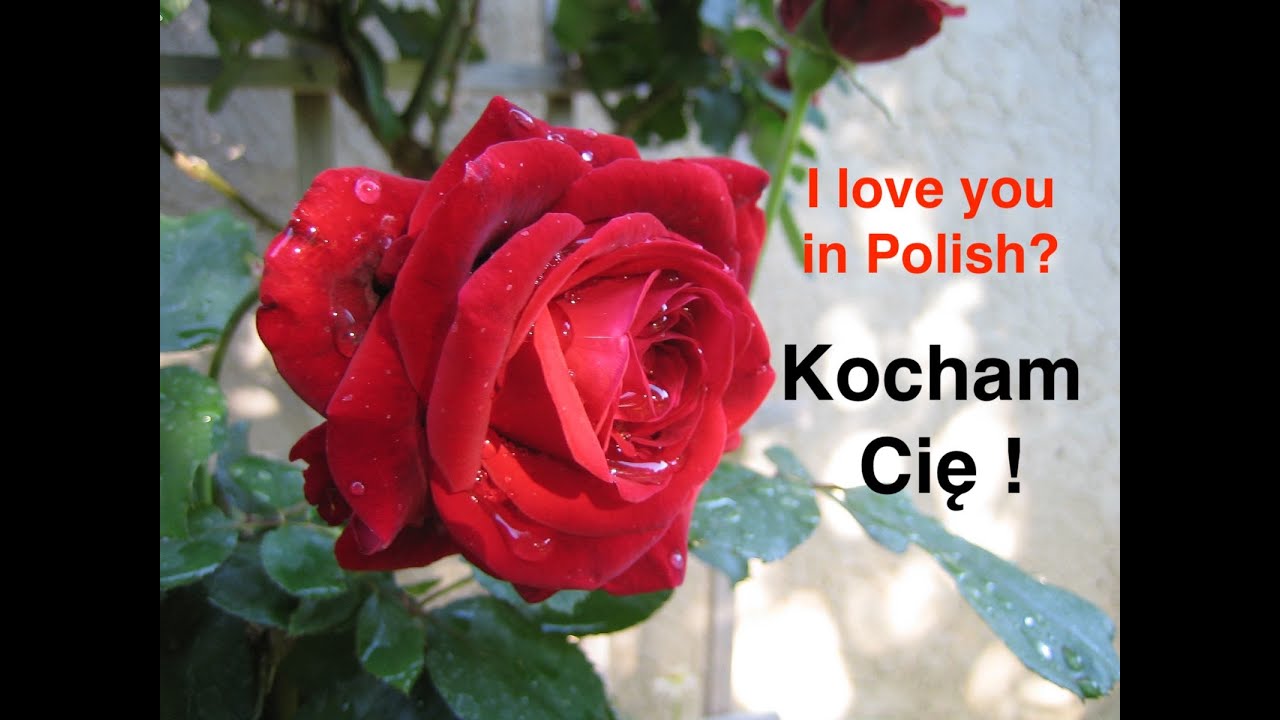 How to say I Love You in POLISH / Kocham Cię / - YouTube