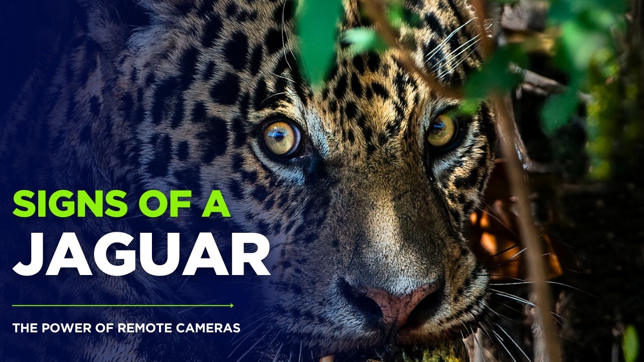 Signs of a Jaguar | Tracking Apex Predators in the Amazon Rainforest ...