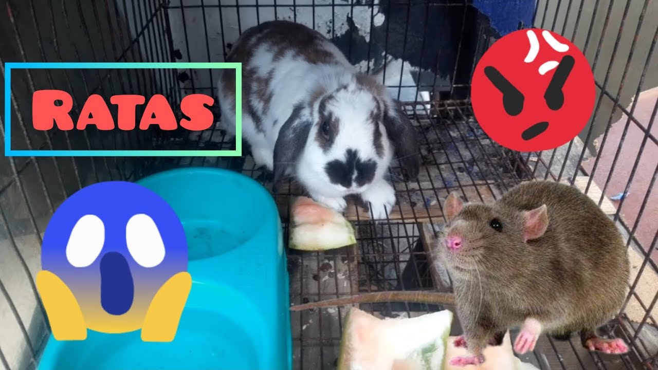 Las ratas si se comieron a los bebés conejos / gazapos - YouTube