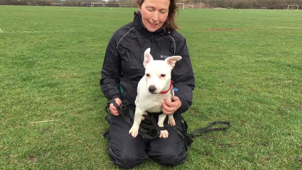 Adopt Usher | Dogs | The Mayhew - YouTube