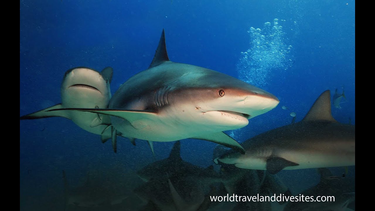 Hand feeding sharks - YouTube