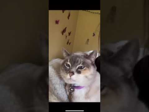 Jasmine the Cat - Pennies from Heaven - YouTube