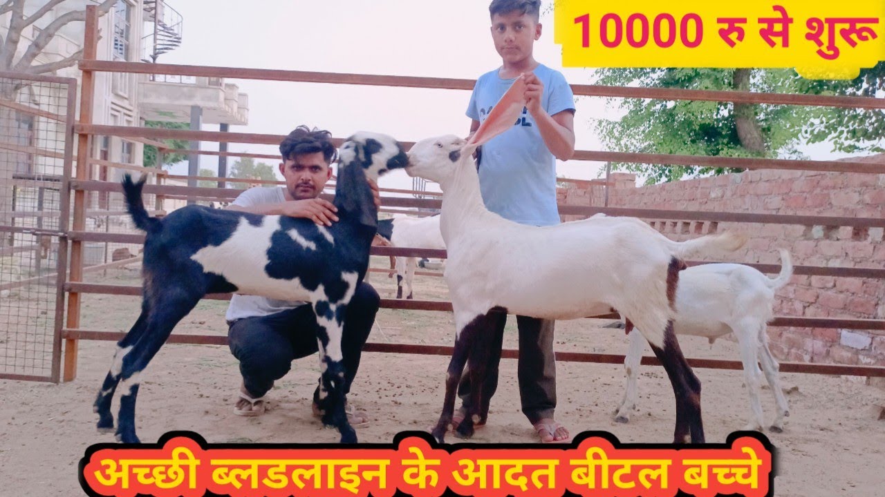10000 रु अच्छी ब्लडलाइन अदनत बीटल मेल फीमेल किड्स || top quality andat ...