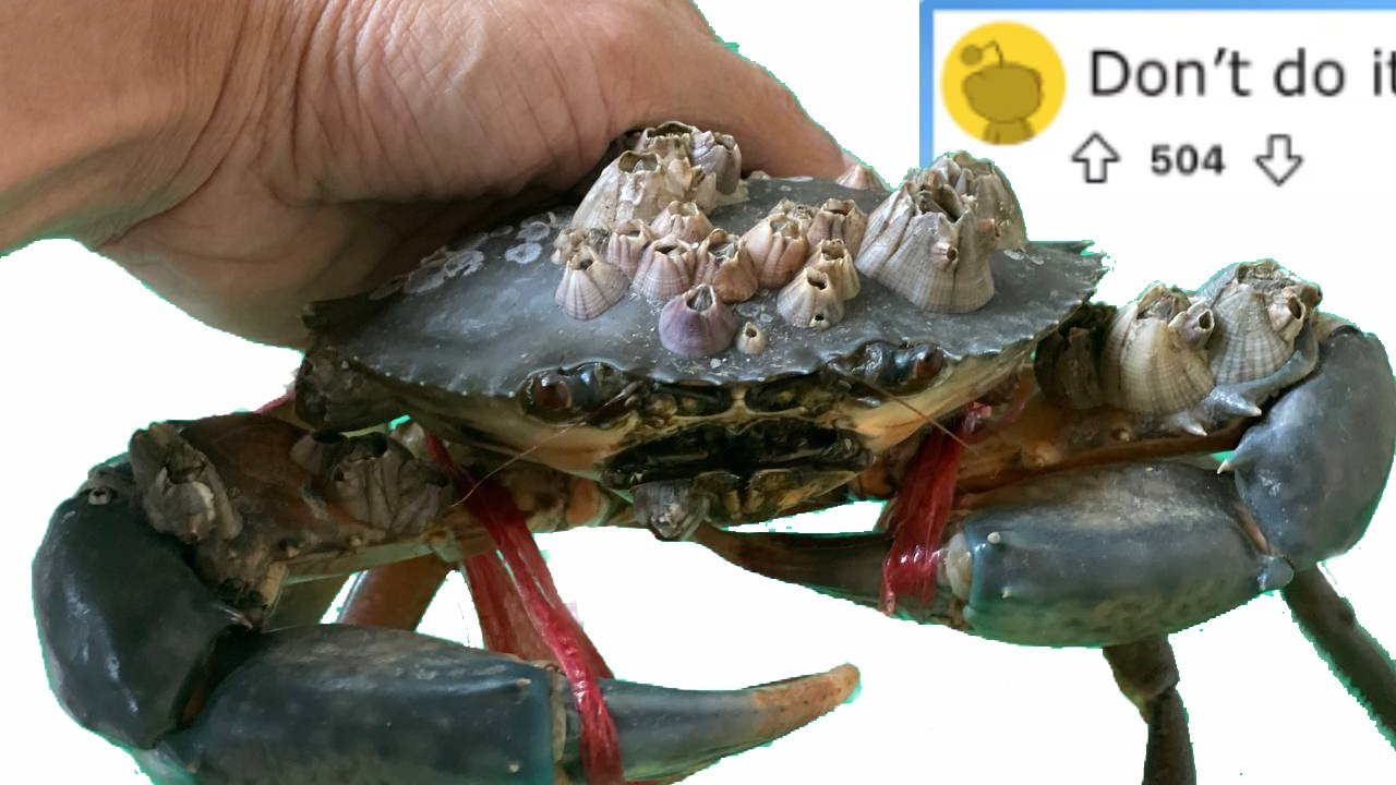SHOCKING Sea Crab Rescue Mission! - YouTube