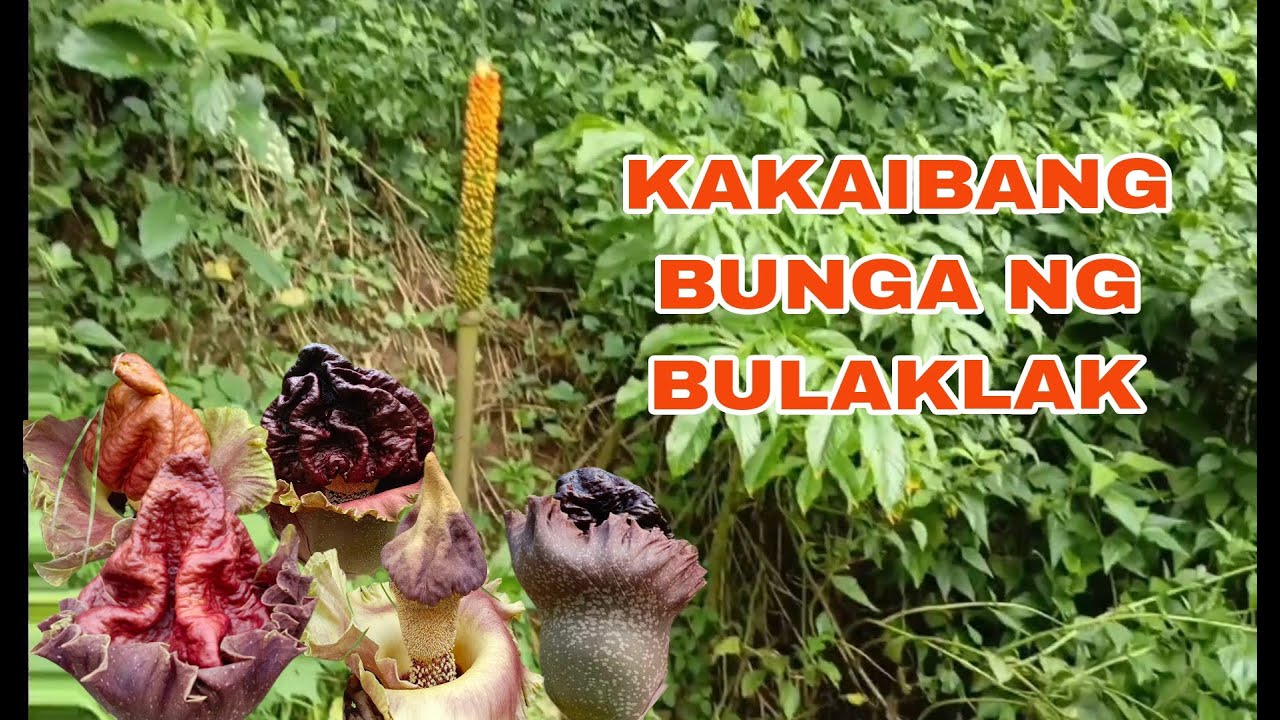 BULAKLAK NA MAY BUNGA DITO NYO LAMANG MAKIKITA SA ATING CHANNEL - YouTube