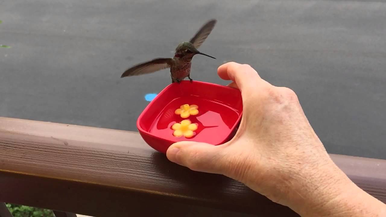 Hand feeding hummingbird for first time (SLOW MOTION) - YouTube