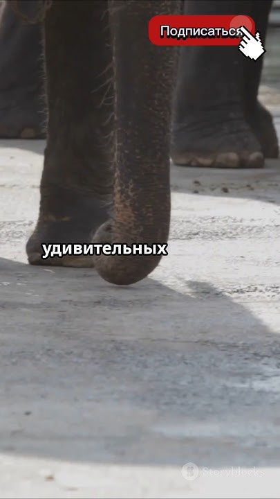 У ЭТИХ ЖИВОТНЫХ 4 КОЛЕНА Удивительные факты животные факты шортс