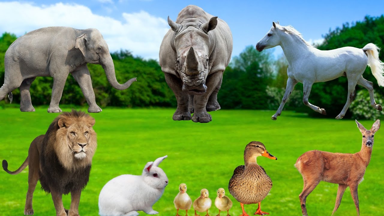 Unique Characteristics of Animals - Horses, Lions, Rhinos, Deer ...