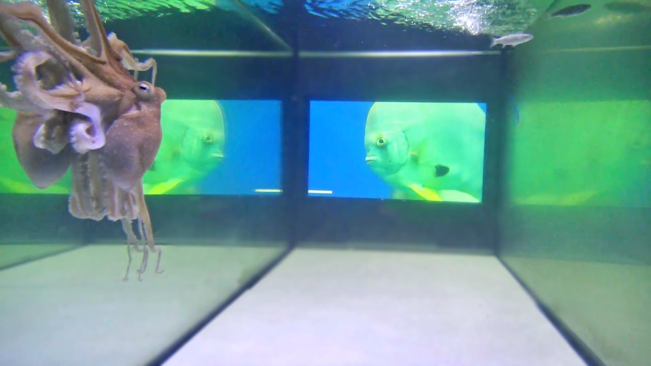 Smart Octopus Reacting to TV Screen - YouTube