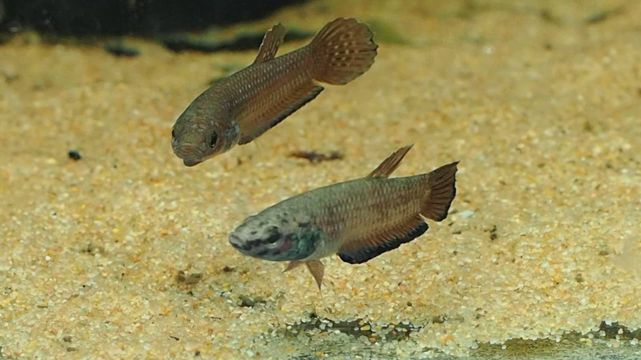 Betta Simplex type 2 and type 1 - YouTube