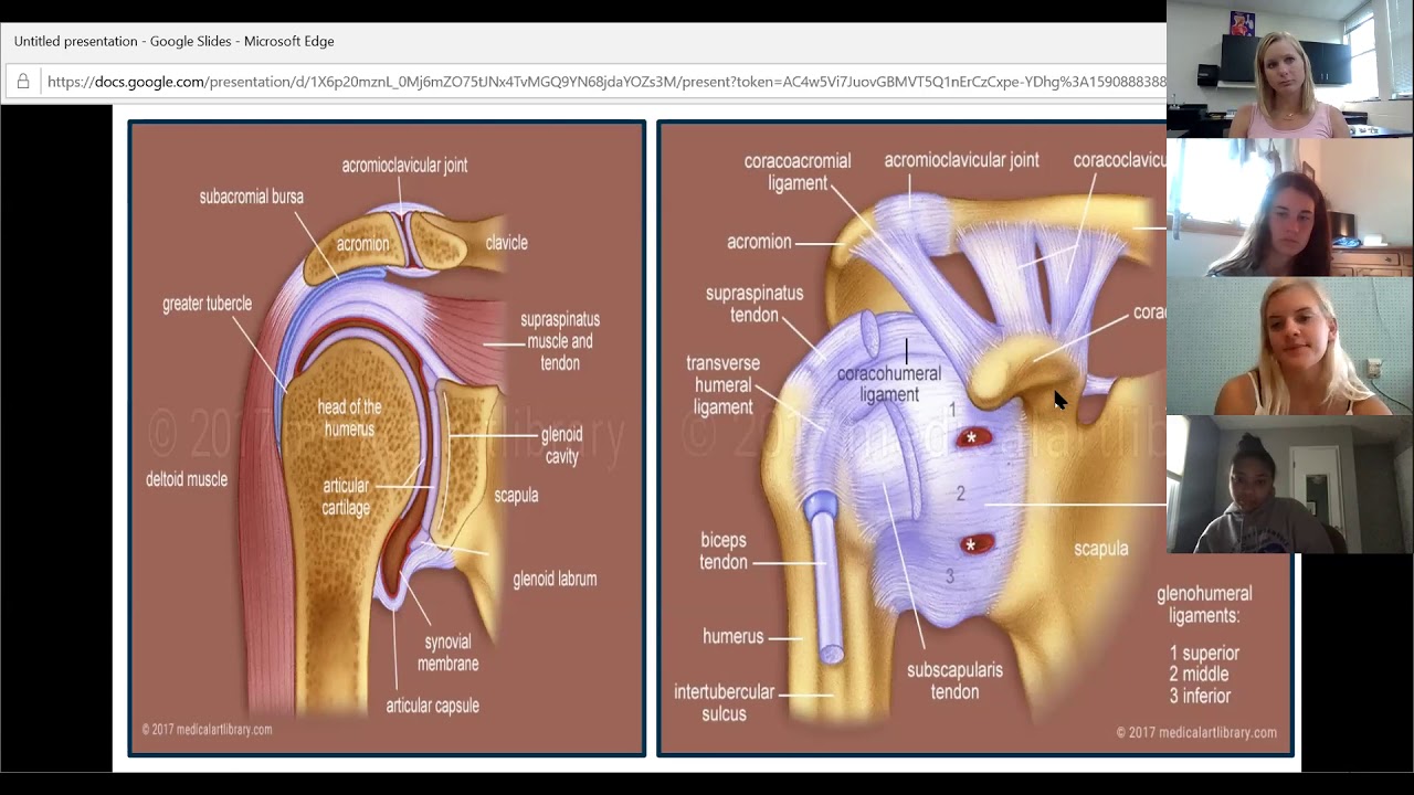BIO 225 Shoulder Joint Lab - YouTube