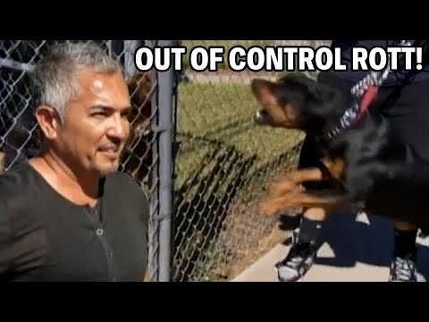 Die besten Tricks und Tipps, um einen Rottweiler zu beruhigen | Cesar 911 Staffel 1, Folge 3 - Te...