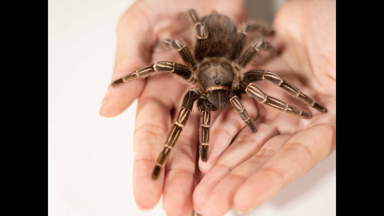 Arachnophobia - YouTube