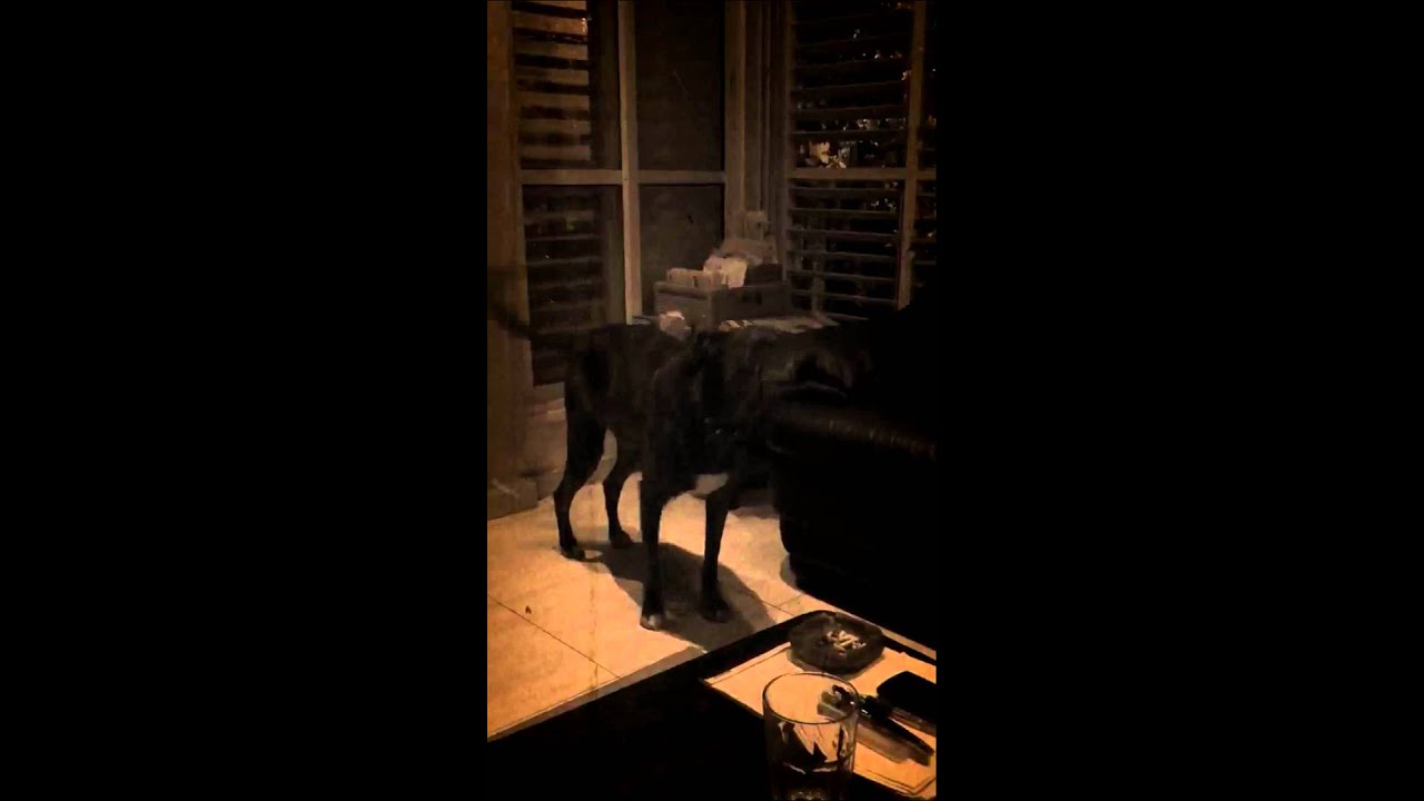 Paranormal dog activity - YouTube