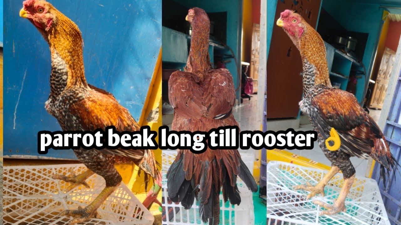 parrot beak long till rooster hens 9985287595 farmer parrot beak ...