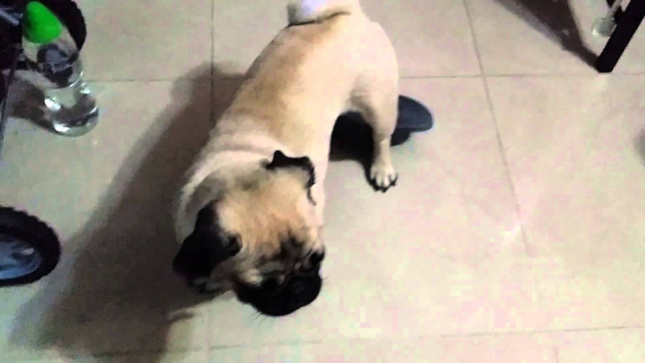 PUG OR WOLF - YouTube