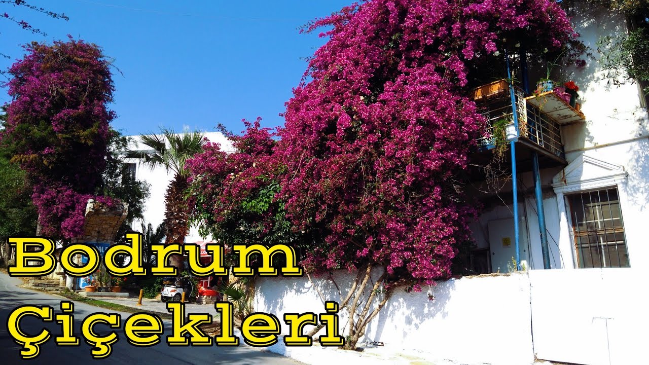 Çiçek böcek sesleriyle huzur veren melodi Bodrum çiçekleri ve manzarası ...