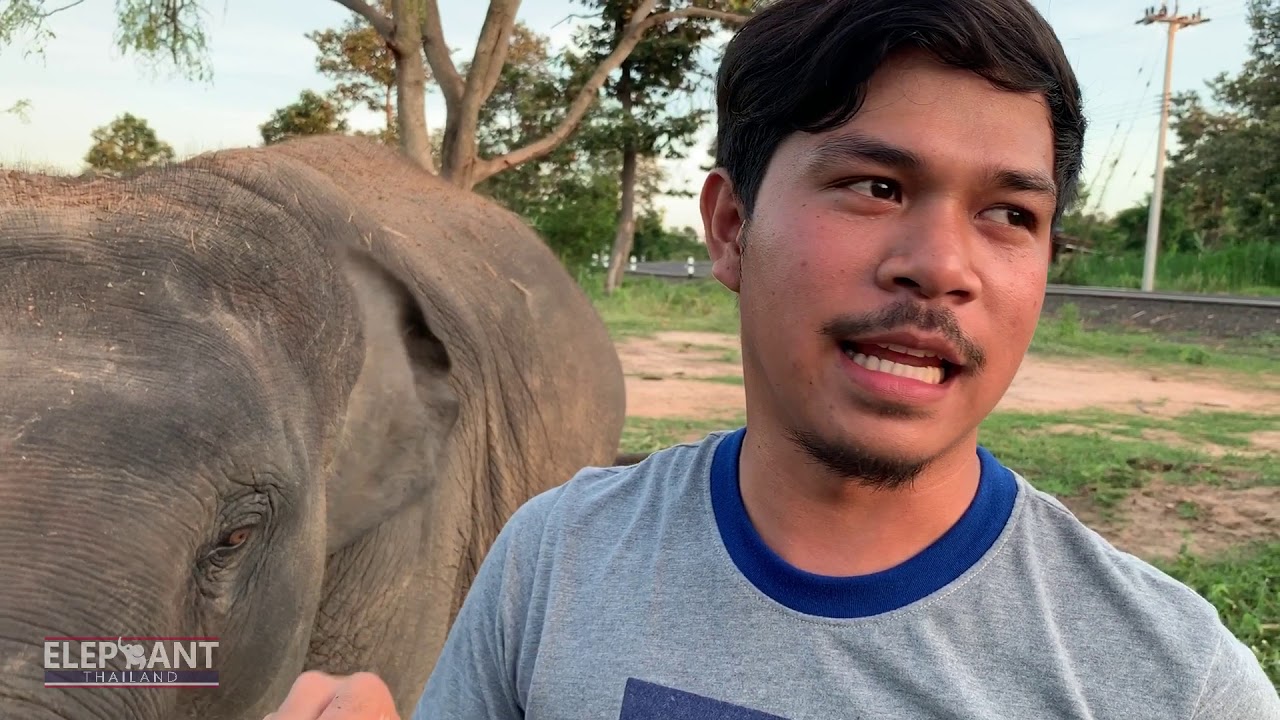 เจ็บไหมลูก*อัพเดท บัวบานโดนชน อาการ....... bua ban elephant - YouTube