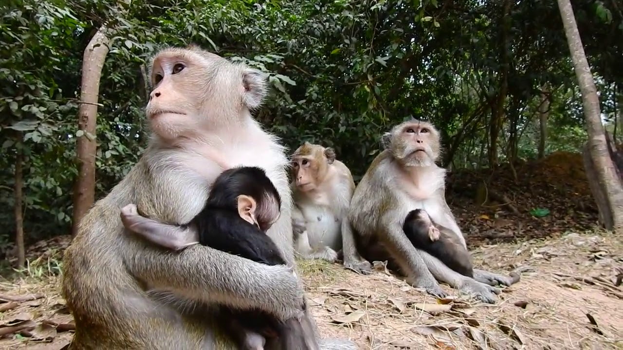 Cute Baby Monkey Miranda - YouTube