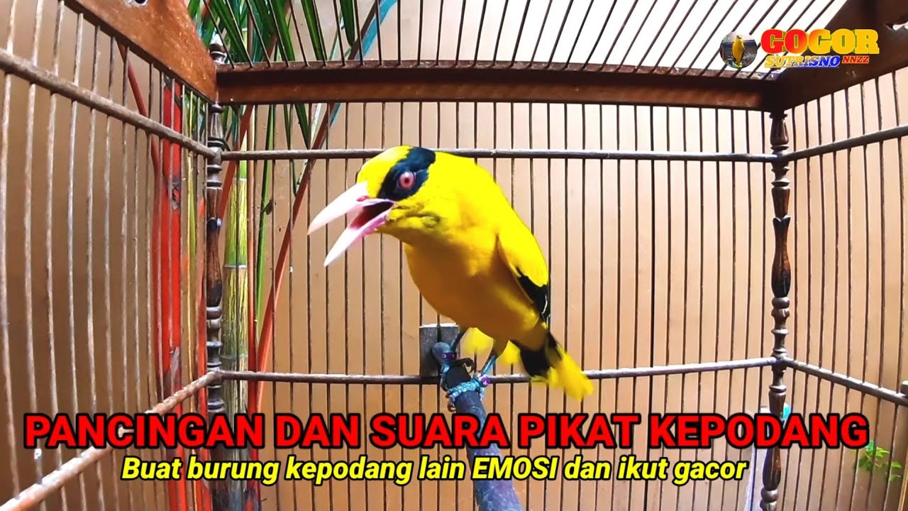 PODANG MAS GACOR kicau suara burung kepodang AMPUH BUAT PANCINGAN ...