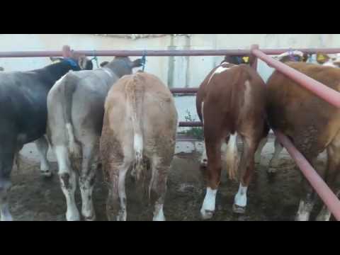 Simental dana 100 adet satilik 05412783316