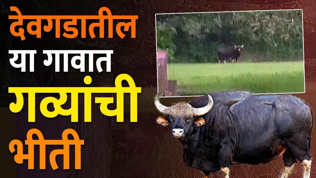 लोकवस्तीत गव्यांचा वावर | Bison | Gava Reda - YouTube