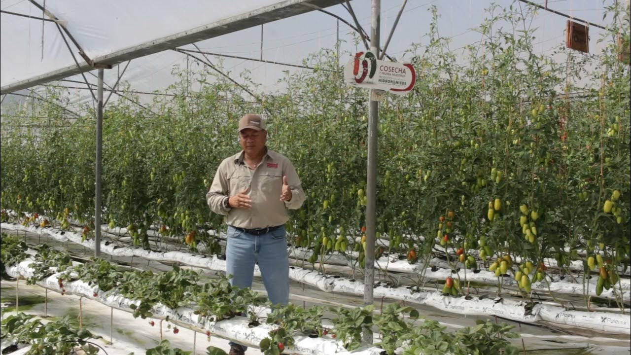 Nano-Mix 10GW ( insecticida) y Nano-Xtinger 10GW ( Fungicida) control microbiológico en ...