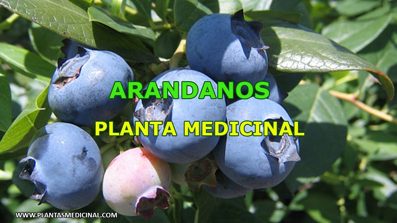 El Arandano - Propiedades y Beneficios - YouTube