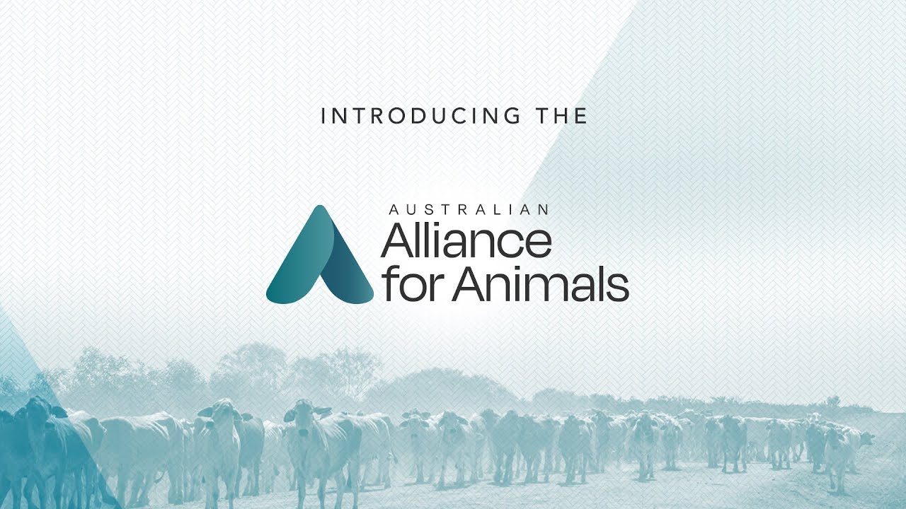 Introducing the Australian Alliance for Animals - YouTube