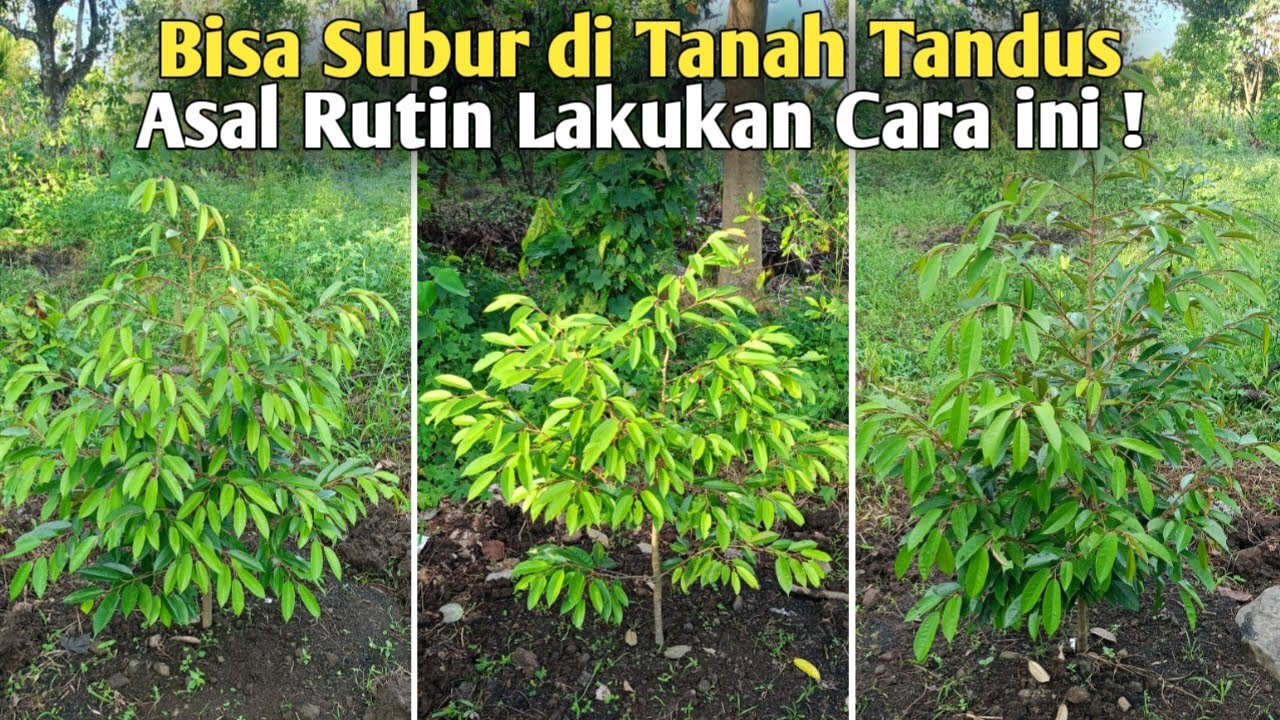 Semakin Subur dan Sehat ! Begini Perkembangan Pohon Durian Setelah ...