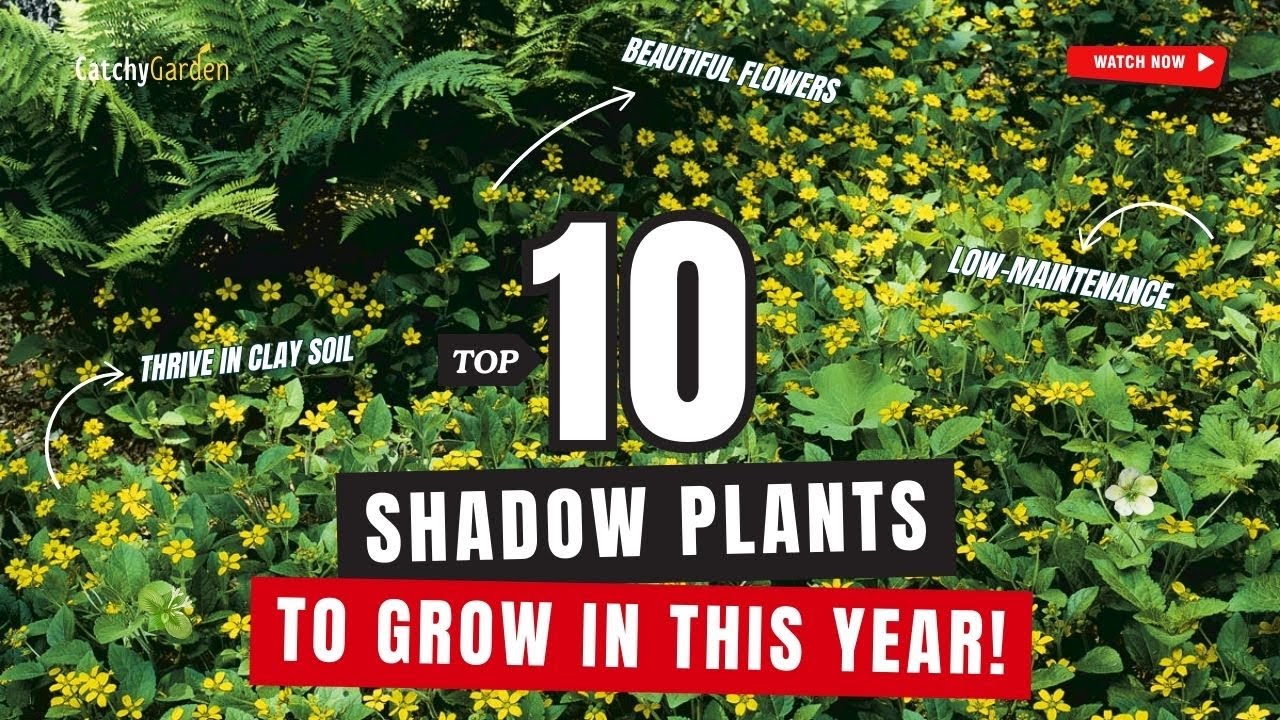 TOP 10 SHADOW PLANTS TO GROW IN THIS YEAR! 🌷🌳🌸 // Gardening Ideas - YouTube