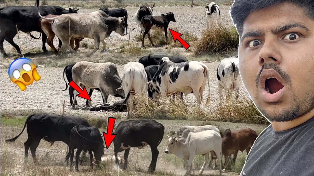 OMG Bulls Act Like Rapist सारे सांड मिलके मारडालेंगे बछिया को 😱 SAD COW ...