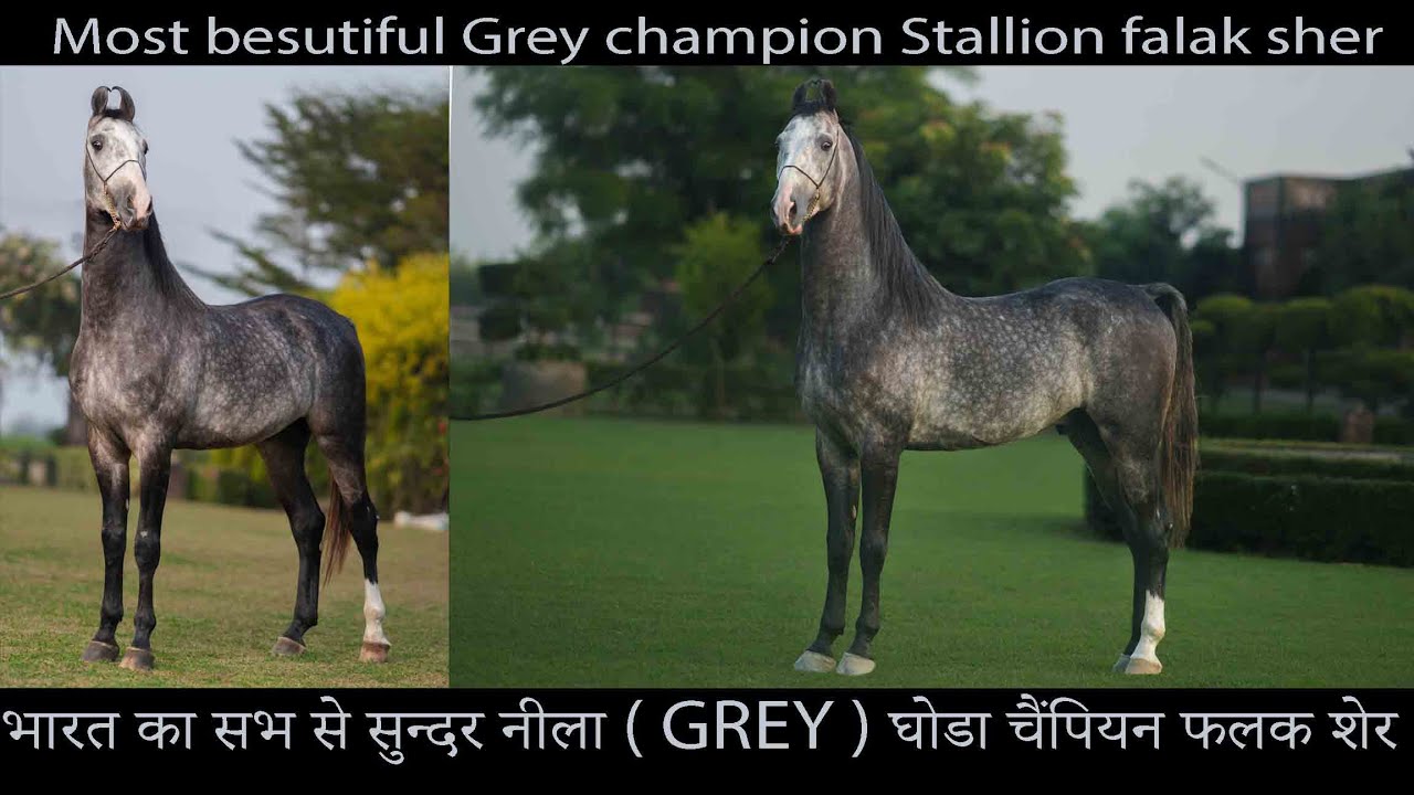 भारत का सभ से सुन्दर नीला ( GREY ) घोडा चैंपियन फलक शेर Champion ...