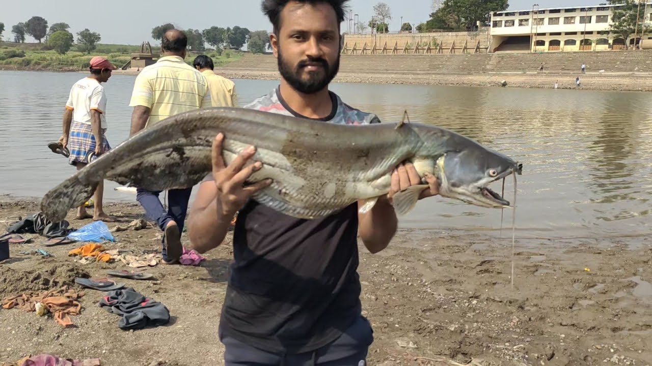 Greatest Big Patan Fishes Hunting Bol Fish ,patan Fish ,Wallago Attu ...