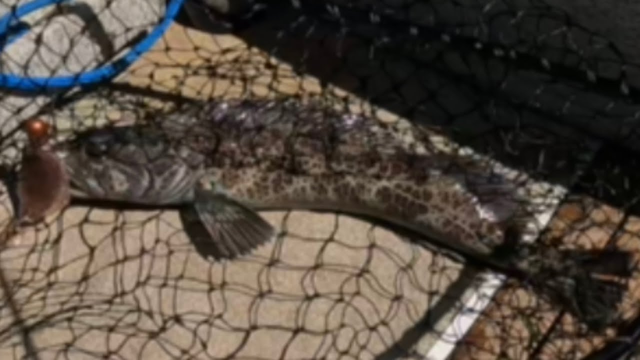 Puget Sound Ling Cod Fishing, South Sound Fishing, #fishingwithfrye ...
