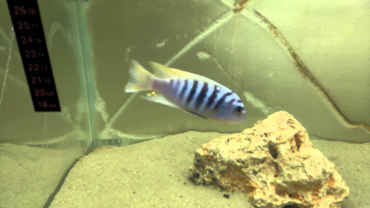 Metriaclima zebra boadzulu CDG - YouTube