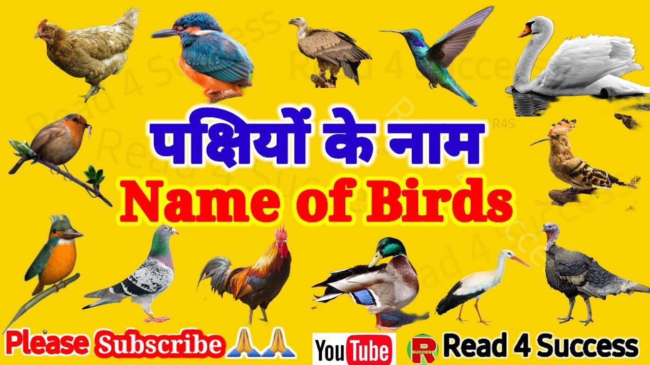 Learn Birds Name in Hindi and English | पक्षियों के नाम | Ornithology ...