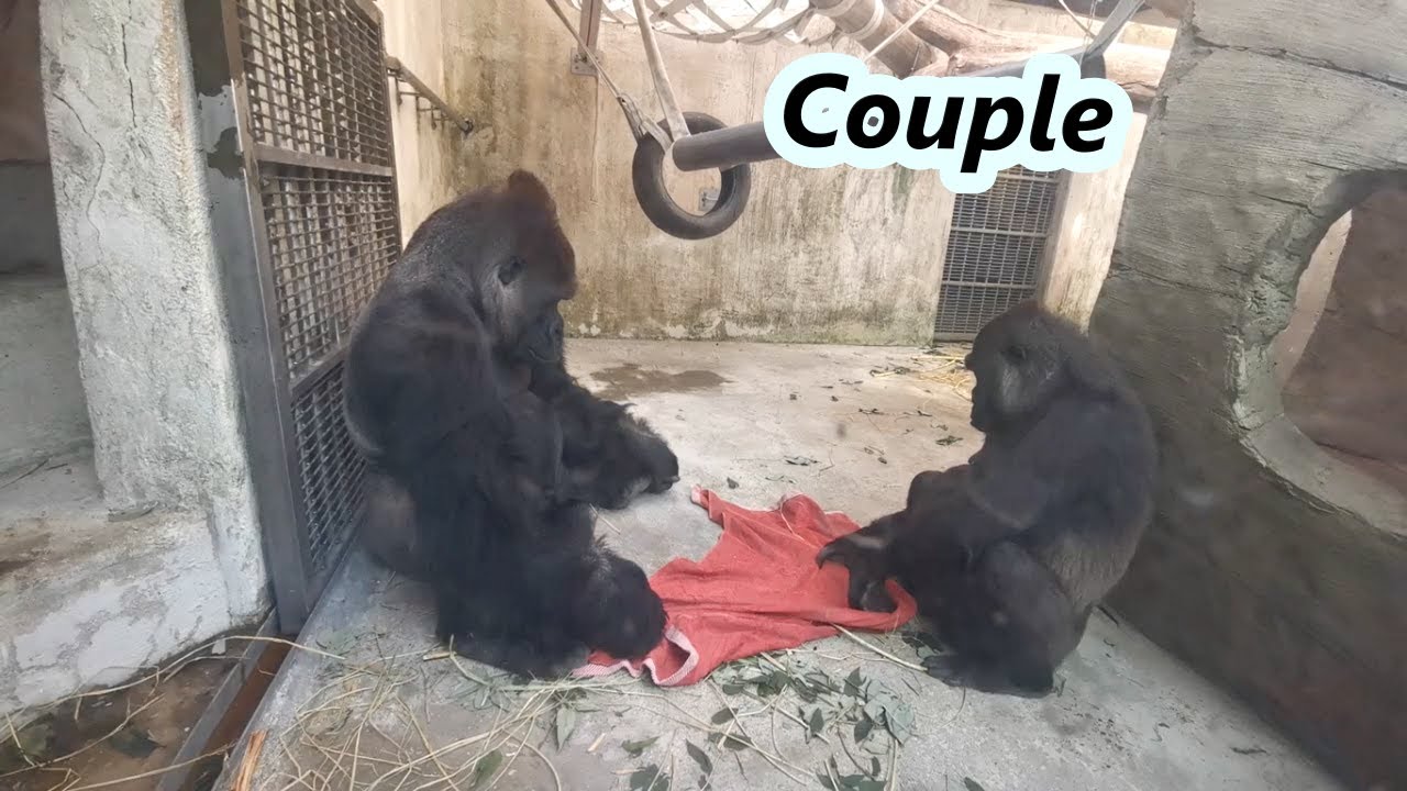 Gorilla couple D'jeeco and Tayari / 大猩猩D'jeeco跟Tayari 的互動 - YouTube