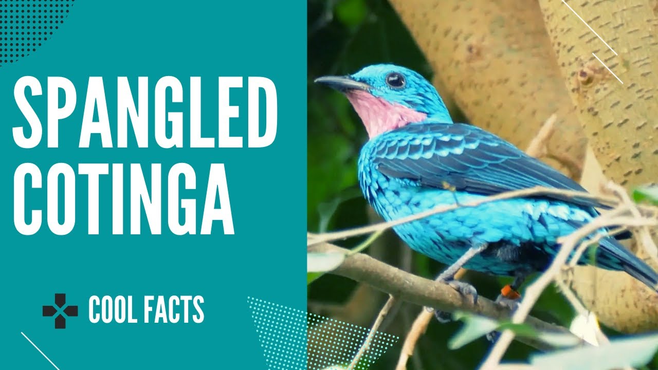 spangled cotinga facts 🦜 found in the canopy of the Amazon Rainforest ...
