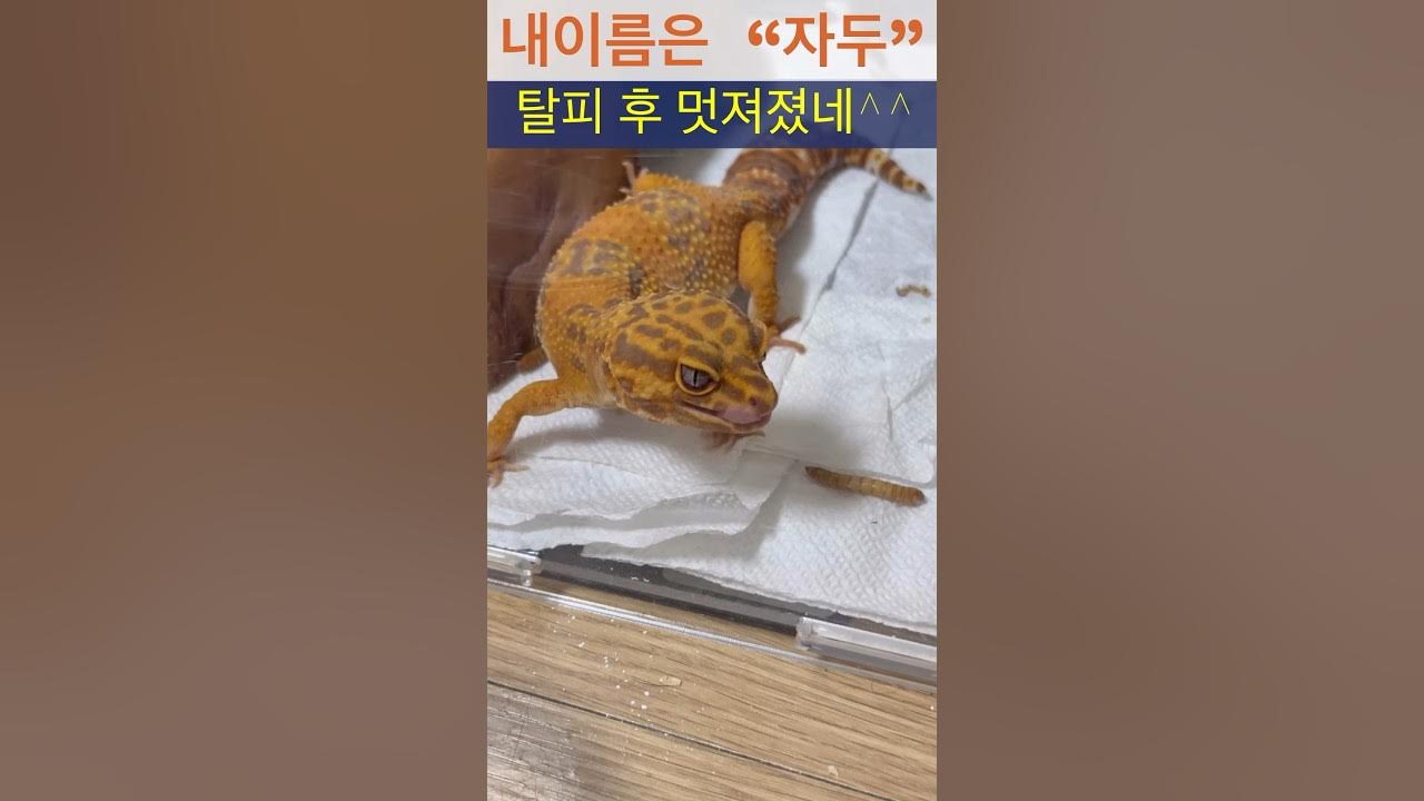 내 이름은 자두 Youtube