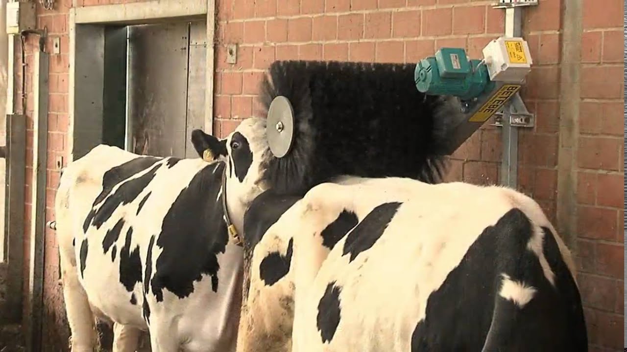 Simplex Cow Brush - YouTube