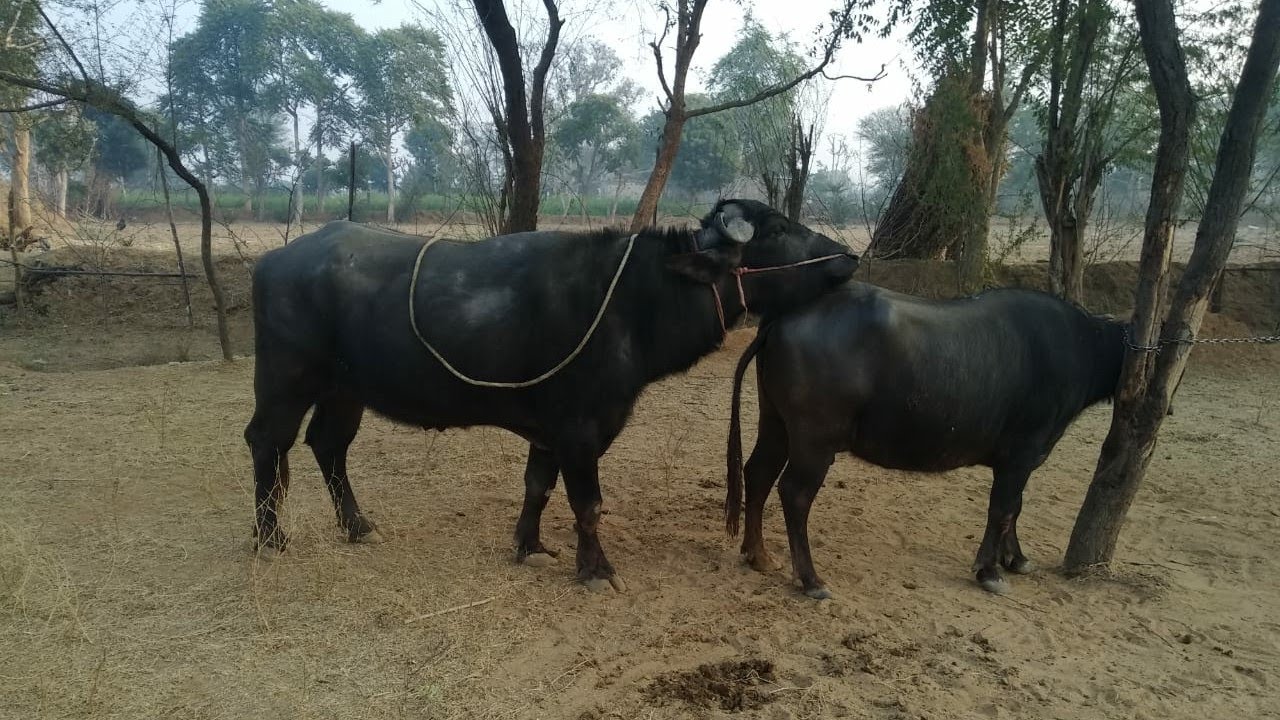 Wonderful Bhains Meeting Try pada || Buri Buffalo with pada meeting ...
