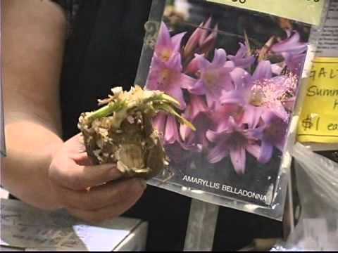 House Plant Identification | Plantronics Explorer 233 Driver Windows 7 ...